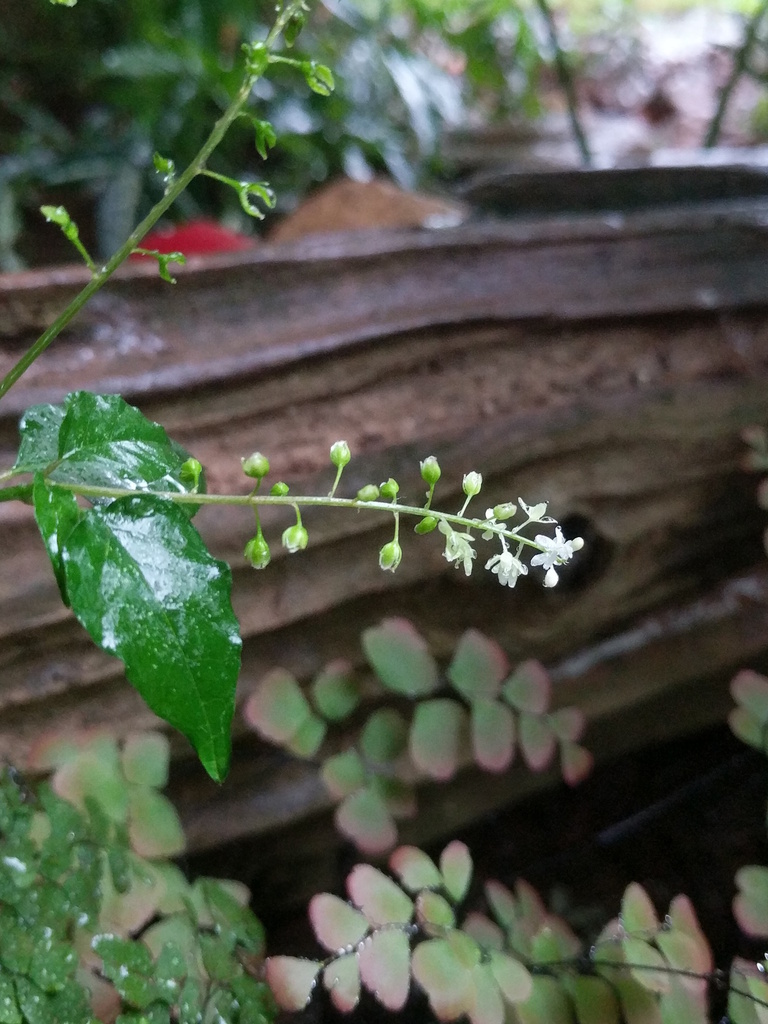 pigeonberry from Nerada QLD 4860, Australia on February 18, 2021 at 03: ...