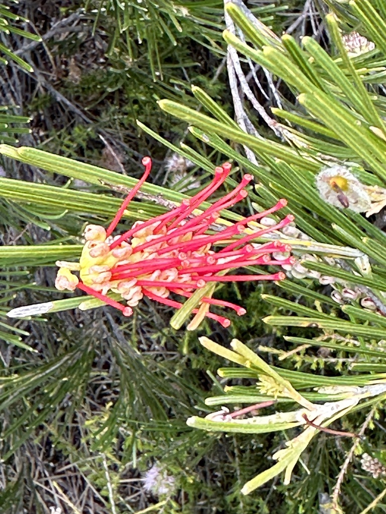 Grevillea coccinea from Fitzgerald River National Park, Hopetoun, WA ...