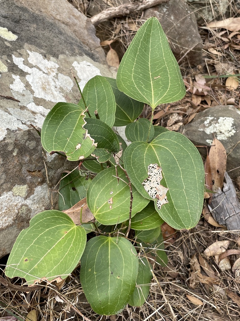 Austral Sarsaparilla from Mirador, NSW, AU on October 25, 2023 at 11:03 AM by suecee · iNaturalist