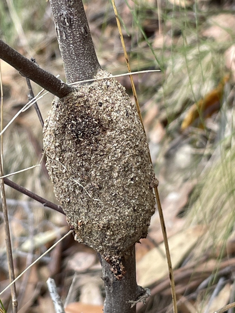 Common Splendid Ghost Moth from Mirador, NSW, AU on October 25, 2023 at ...