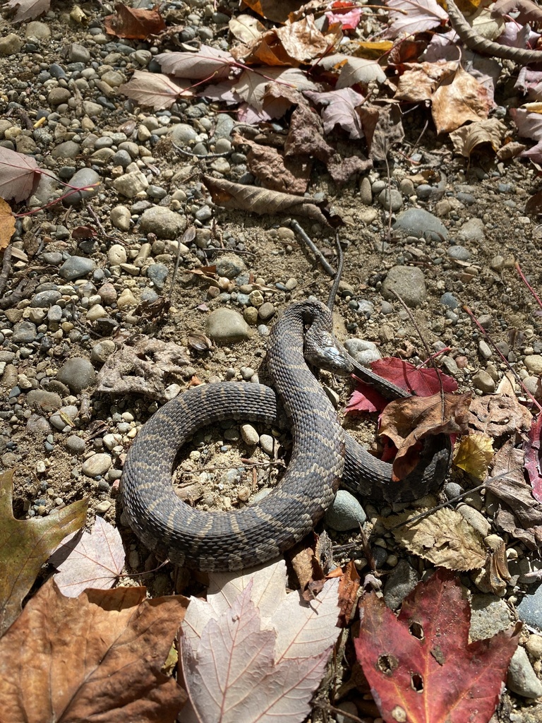 Common Watersnake from Chelsea, MI, US on October 24, 2023 at 12:58 PM ...