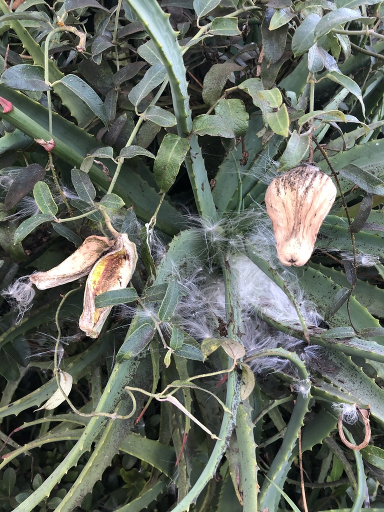 Moth Vine from Santa Barbara County, US-CA, US on October 24, 2023 at ...