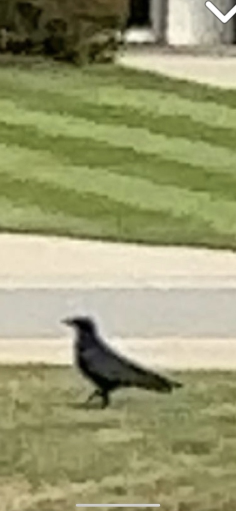 Crows and Ravens from Hurricane Lake, Benton, AR, US on October 15 ...