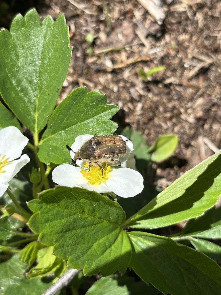 Bumble Flower Beetle in May 2023 by saturniidreams · iNaturalist