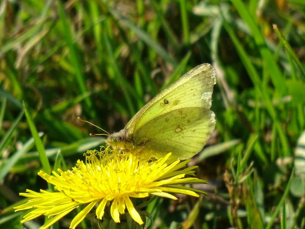 Clouded Sulphur from Valens Conservation Area, Regional 97 Rd, Hamilton ...
