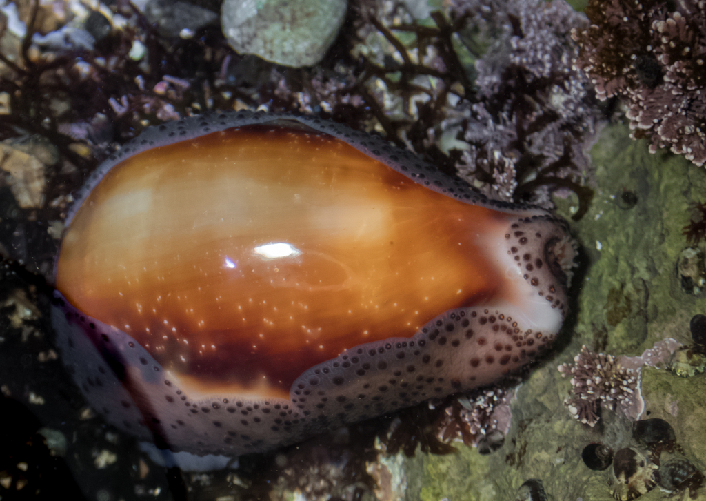 Chestnut Cowry in October 2023 by christrent · iNaturalist