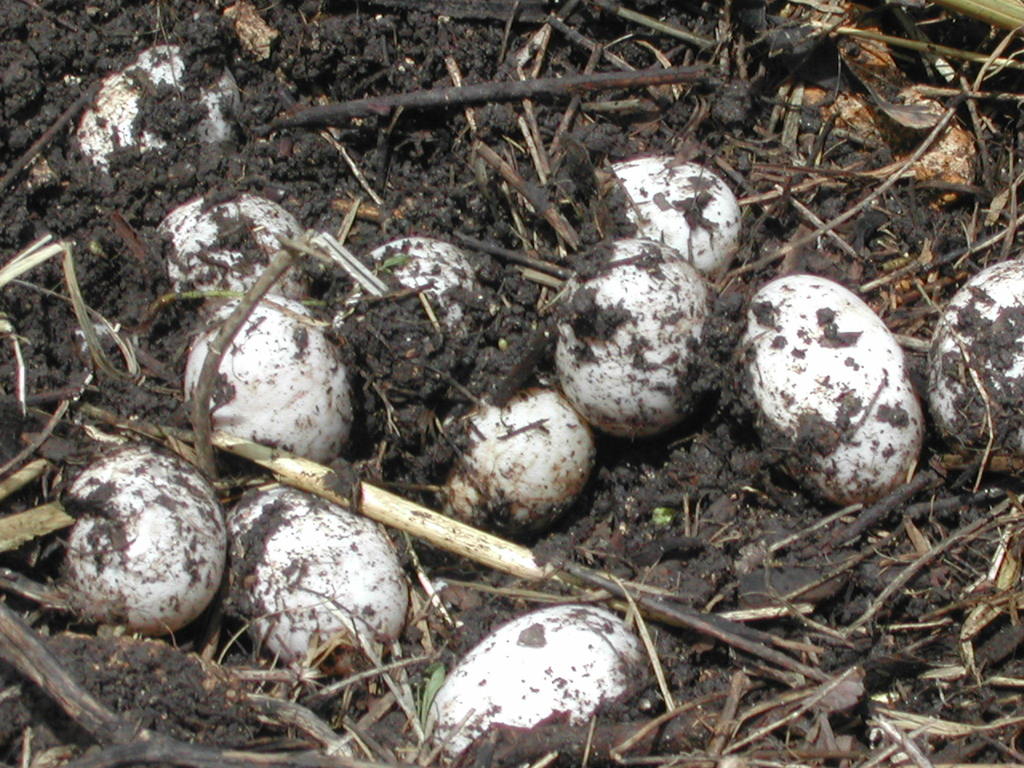 Saltwater Crocodile from Irasequiro bridge, Lautem, Timor-Leste on ...