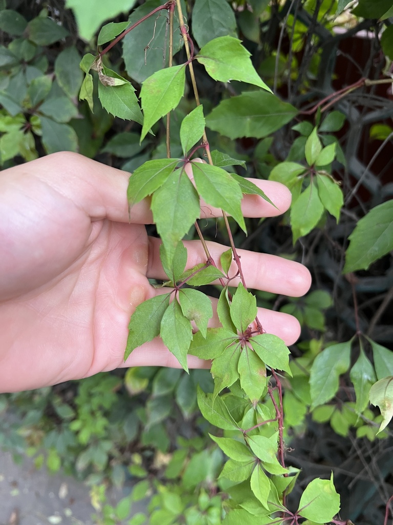 Virginia creeper from Parque Rubén Darío, Miguel Hidalgo, CDMX, MX on ...