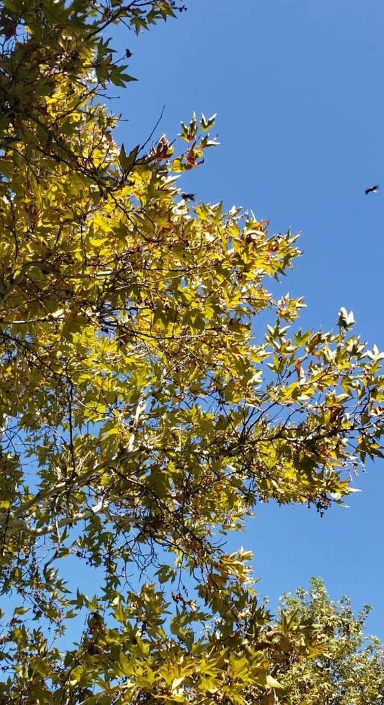 Hummingbirds from Corona on October 24, 2023 by Brice Campbell. Was in the park near my house ...