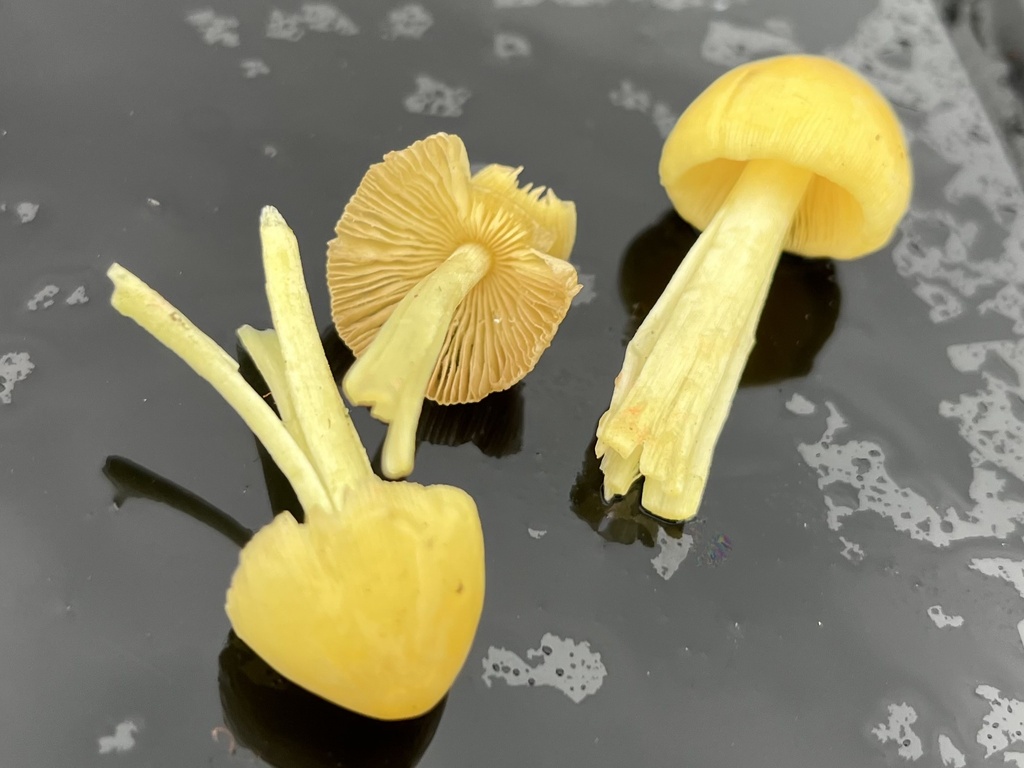 Common Gilled Mushrooms and Allies in October 2023 by leahparr. up ...