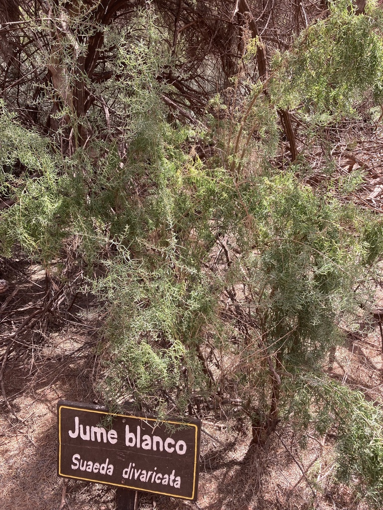 Jume from Talampaya National Park, Independencia, La Rioja, AR on ...
