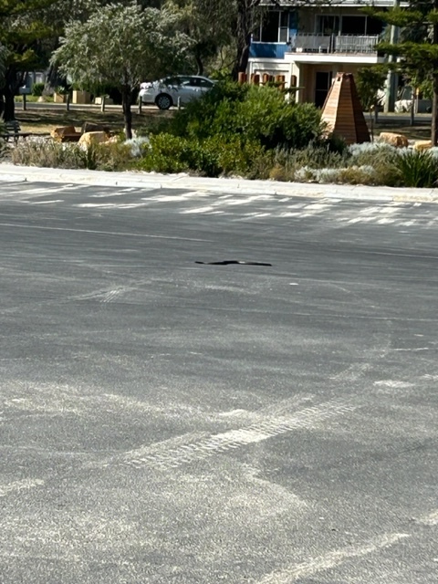 Dugite from Dolphin Rd, West Busselton WA 6280, Australia on October 25 ...