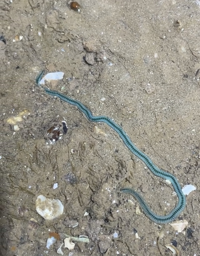 Phyllodoce novaehollandiae from Port Hedland, WA, Australia on November ...