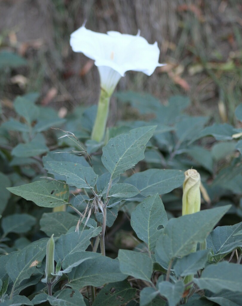 Sacred Datura from San Diego County, CA, USA on October 21, 2023 at 07: ...
