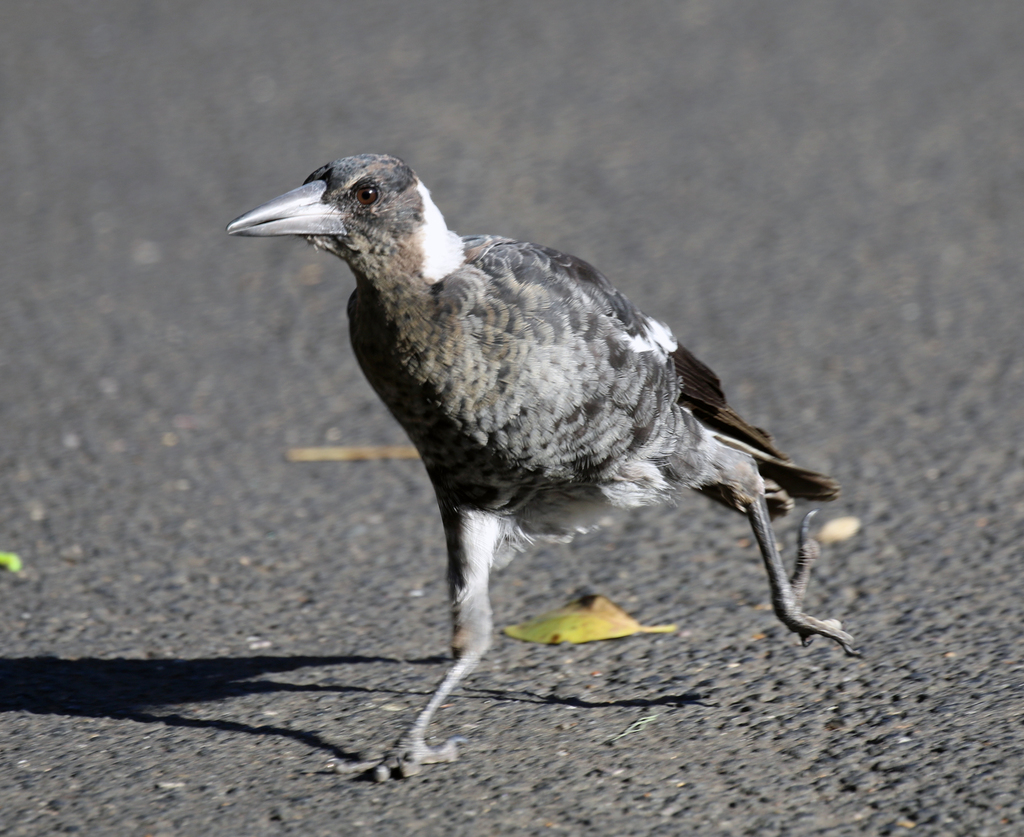 Australian Magpie from Sunshine Coast QLD, Australia on February 17 ...