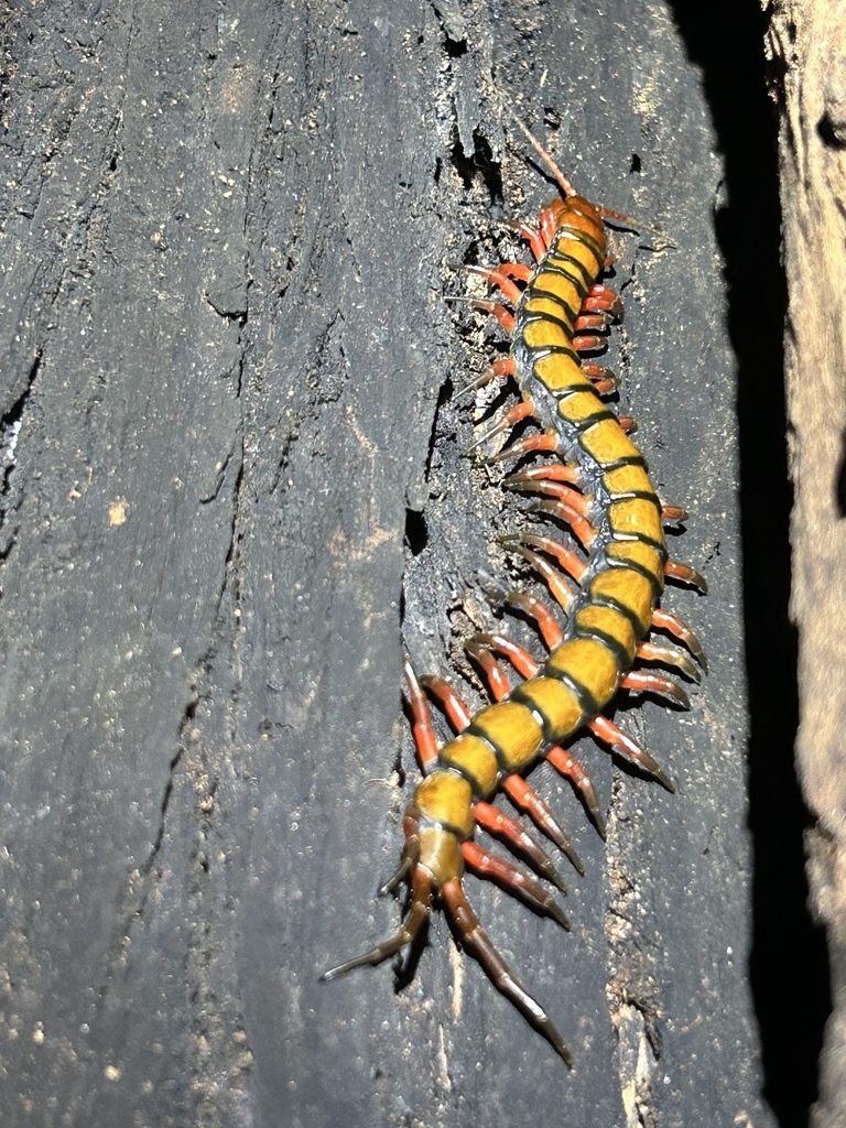 Giant Centipedes from Puerto Rico, Río Grande, Puerto Rico, US on ...