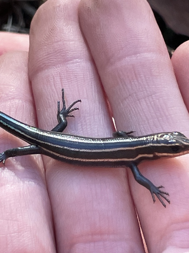 Common Five-lined Skink from Big Pine Rd, Rockbridge, OH, US on October ...
