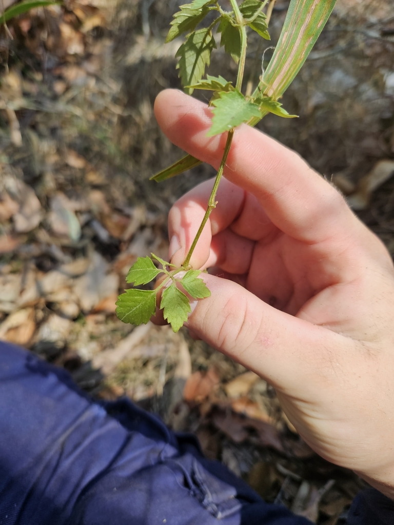 Slender Grape from Cornubia QLD 4130, Australia on October 25, 2023 at ...