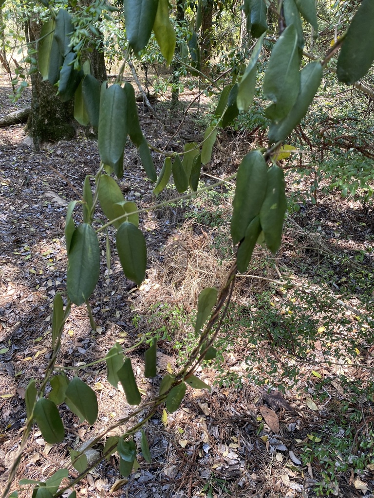 Something from North Pine Dam Nature Refuge, Samsonvale, QLD, AU on ...