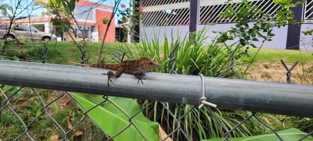 Crested Anole from Puerto Rico, Trujillo Alto, Puerto Rico, US on ...
