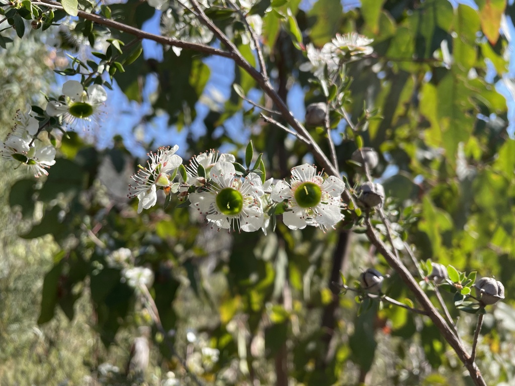Tantoon from Wollemi National Park, Kelgoola, NSW, AU on October 24 ...