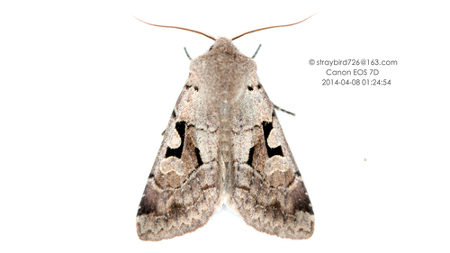 Orthosia askoldensis · iNaturalist