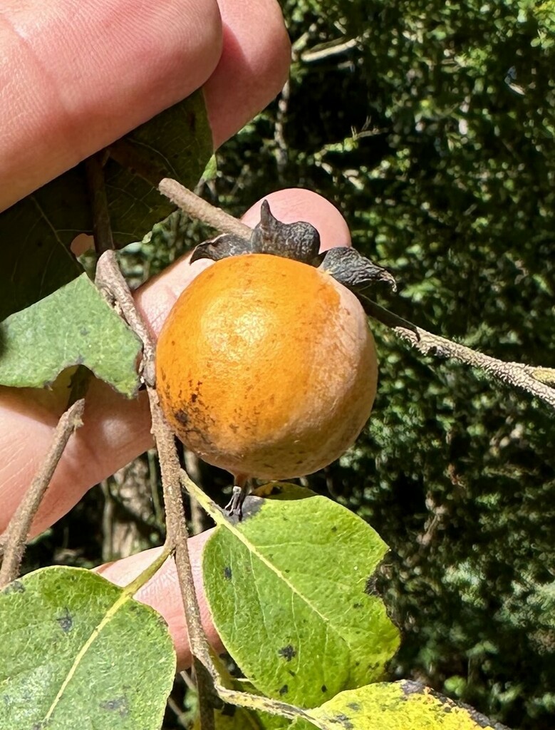 American persimmon from Cornelius Cove Rd., Colbert County, AL, USA on ...