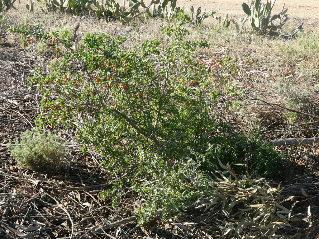 African boxthorn from Lascelles VIC 3487, Australia on October 20, 2023 ...