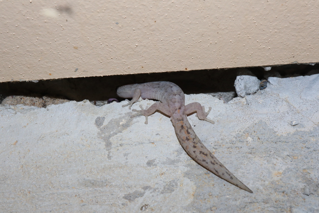 Southern Marbled Gecko from Hopetoun WA 6348, Australia on October 17 ...