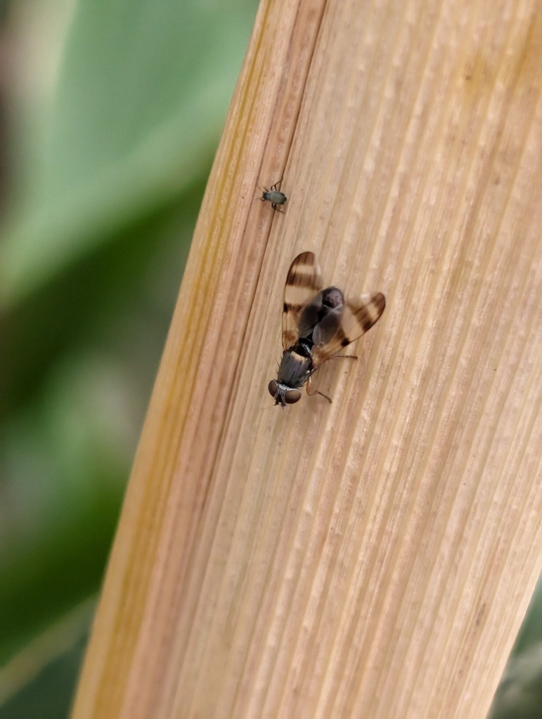 Banded-wing Flies from Columbus, IN, USA on October 24, 2023 at 05:51 ...