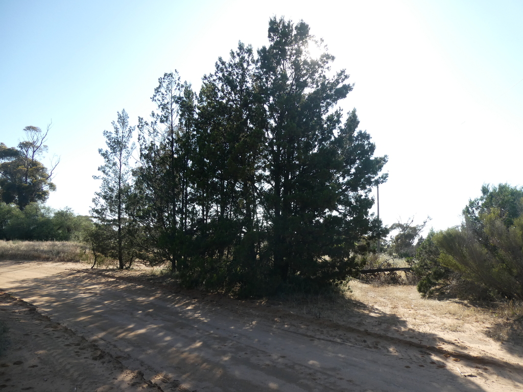 Slender Cypress-pine from Lascelles VIC 3487, Australia on October 20 ...