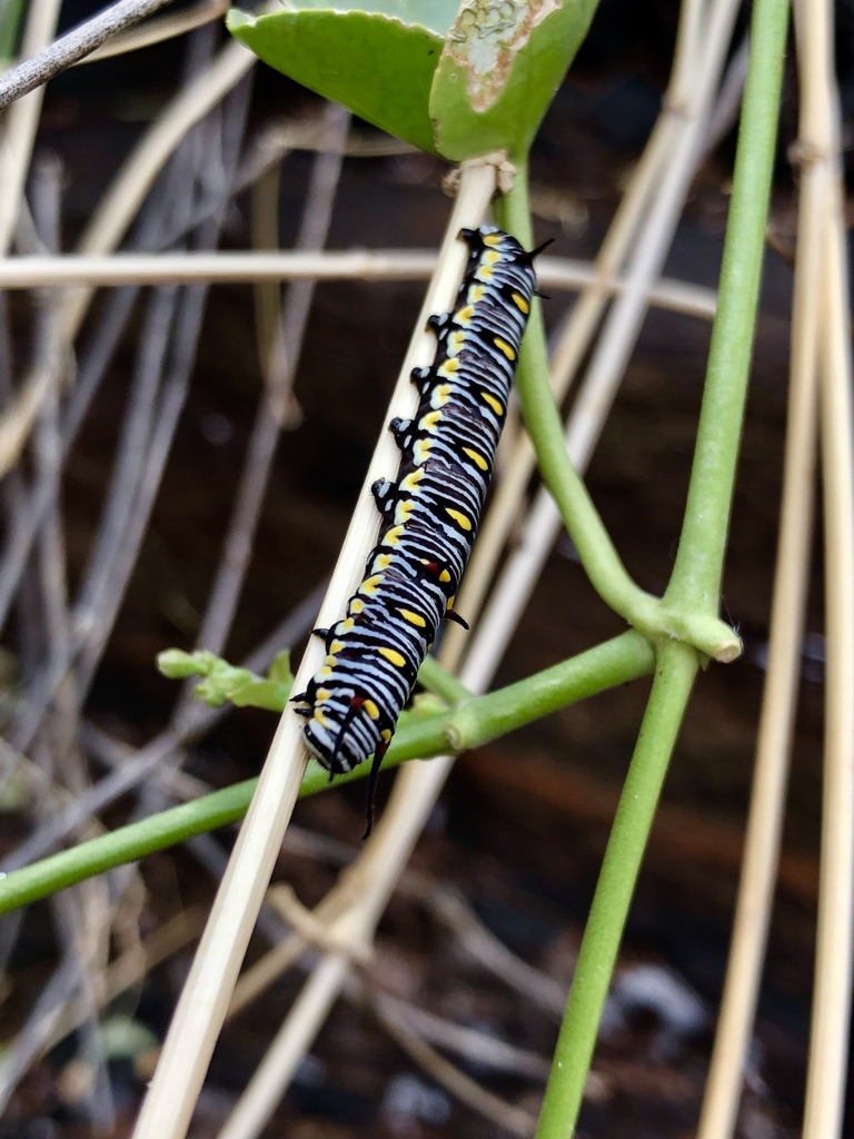 Lesser Wanderer from Karijini WA 6751, Australia on May 25, 2018 at 12: ...