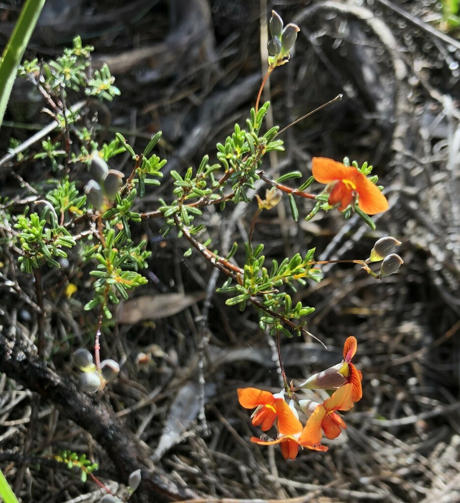 red parrot-pea from Ngarkat SA 5302, Australia on October 25, 2023 at ...