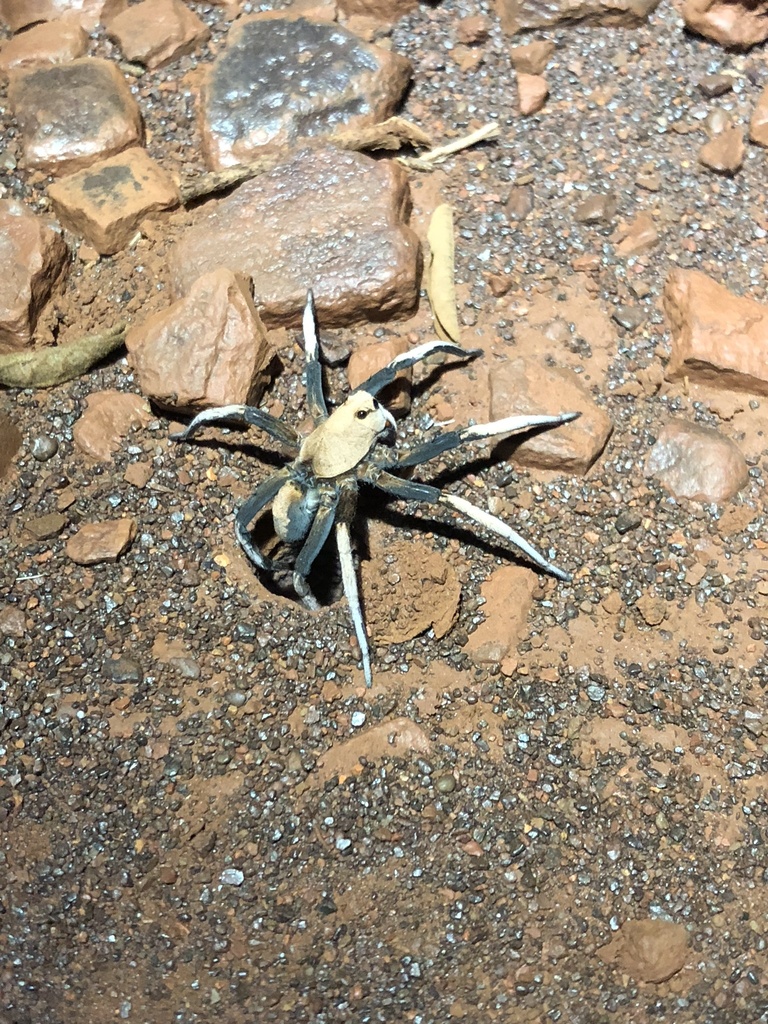 Two-toned wolf spider from Karijini WA 6751, Australia on May 25, 2018 ...