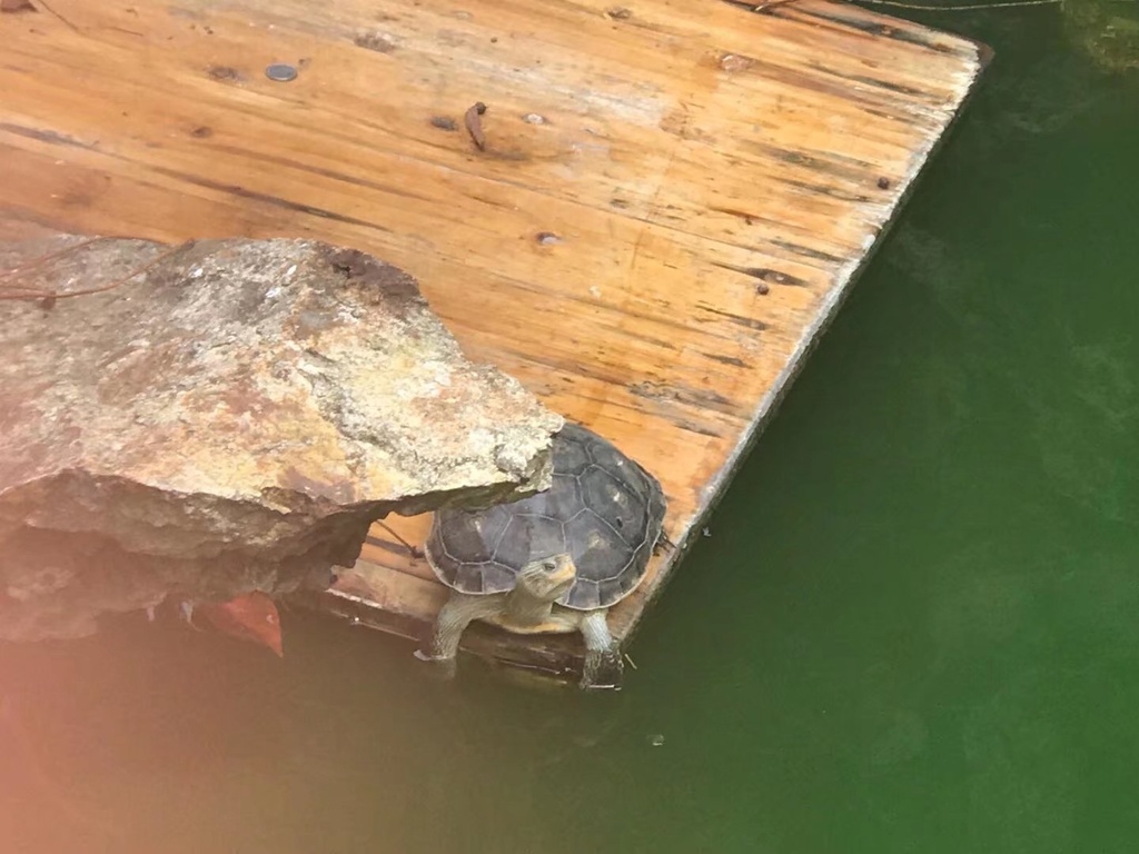 Common thread turtle in June 2019 by Pintsen JIN · iNaturalist