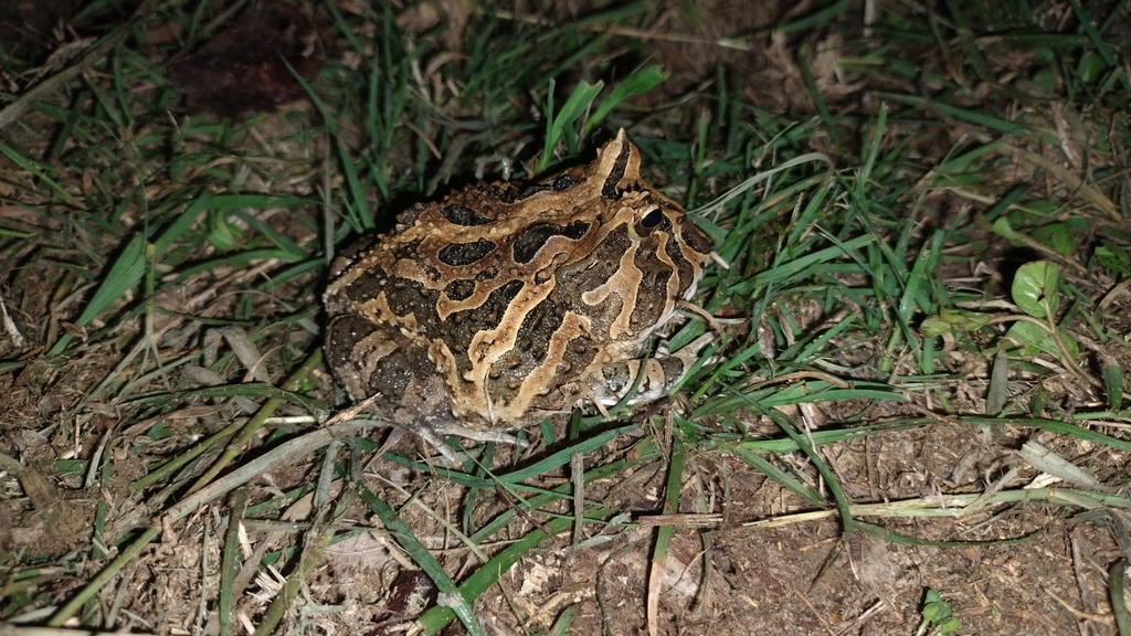 Venezuelan Horned Frog from Sincelejo, Sucre, Colombia on May 20, 2023 ...