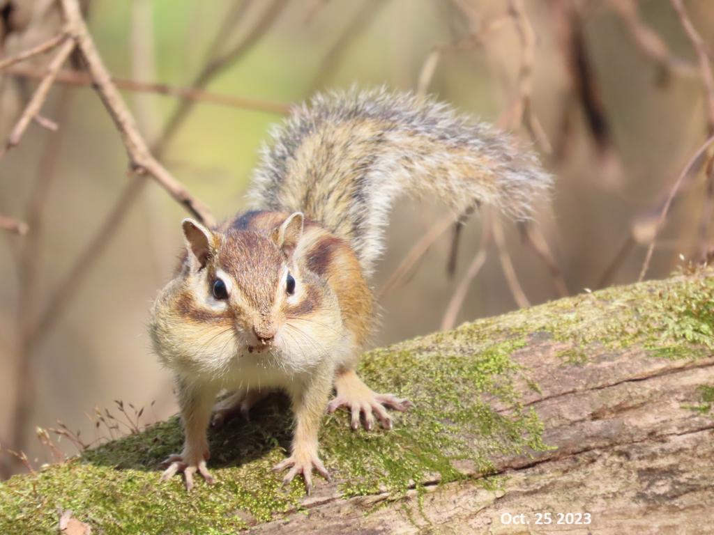Northeastern Siberian Chipmunk from Anheung-myeon, Hoengseong-gun ...