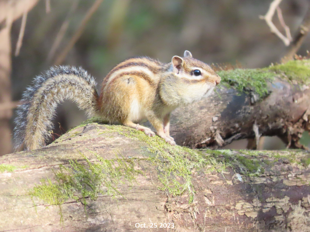 (Eutamias sibiricus sibiricus) - Know Your Mammals