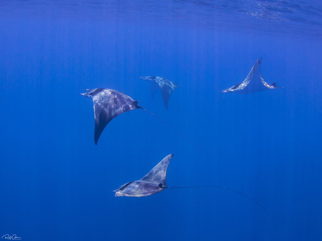 Spinetail Devil Ray in October 2019 by Rafi Amar · iNaturalist