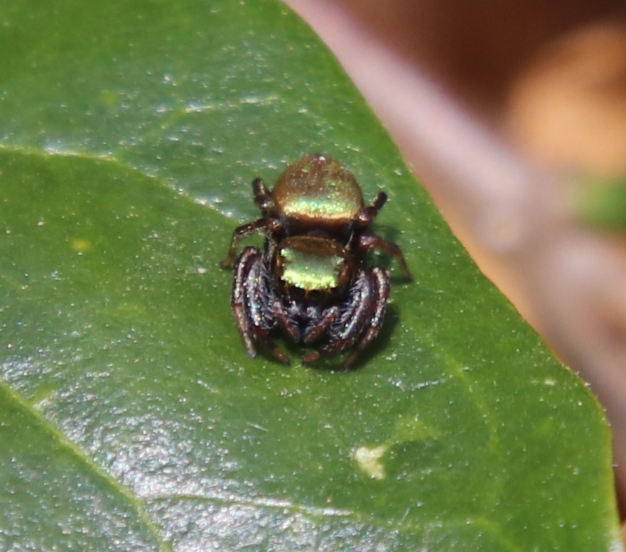 Messua limbata from Chapala, Jalisco, Mexico on October 24, 2023 at 02: ...