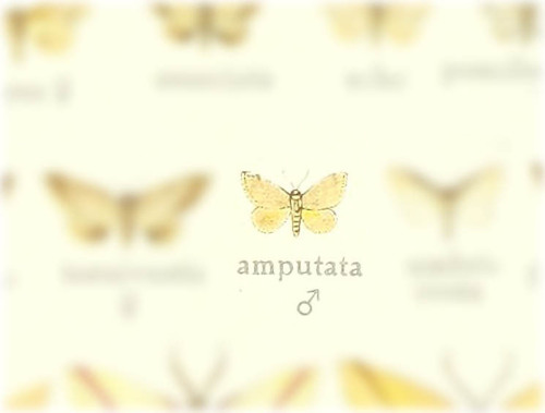 Idaea amputata · iNaturalist Mexico