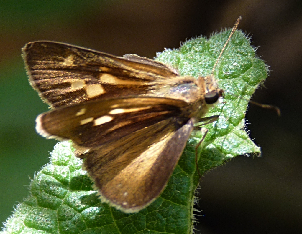 Cymaenes limae from Pircapamba, y, Quito 170209, Ecuador on October 1 ...