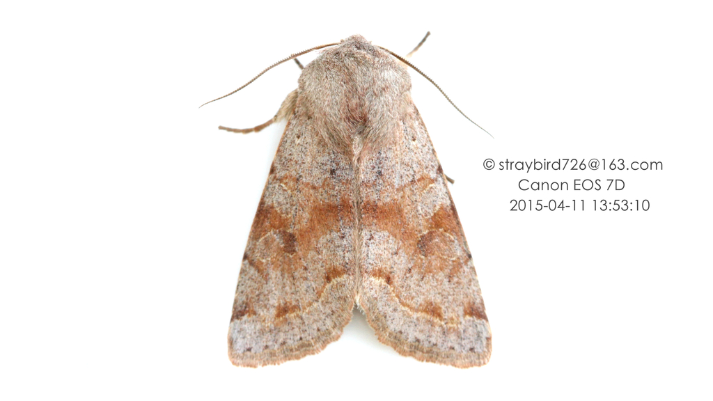 Orthosia perfusca from 中国北京市门头沟区 on April 11, 2015 at 01:53 PM by Nan ...