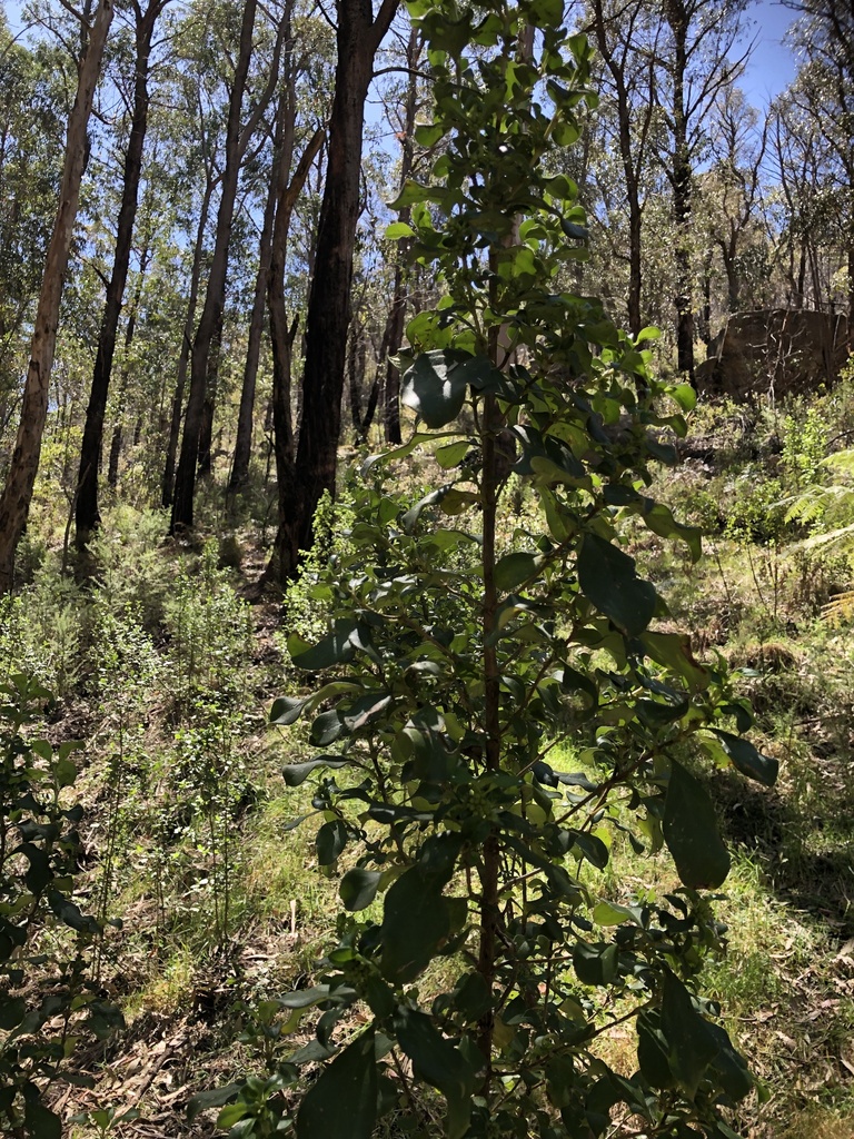 plants from State Mine Gully, NSW, AU on October 22, 2023 at 01:06 PM ...
