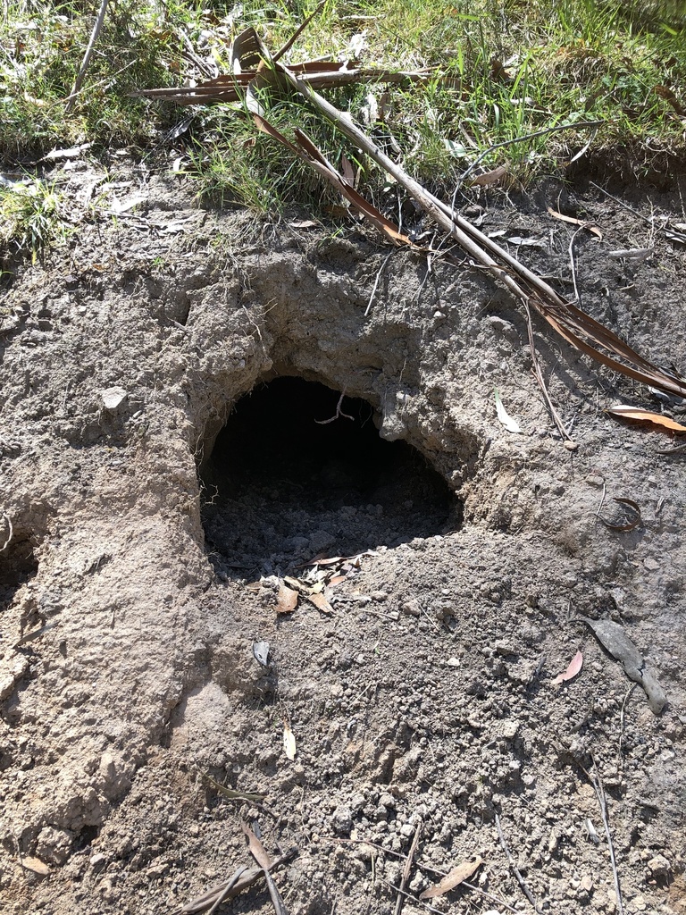 Bare-nosed Wombat from State Mine Gully, NSW, AU on October 22, 2023 at ...