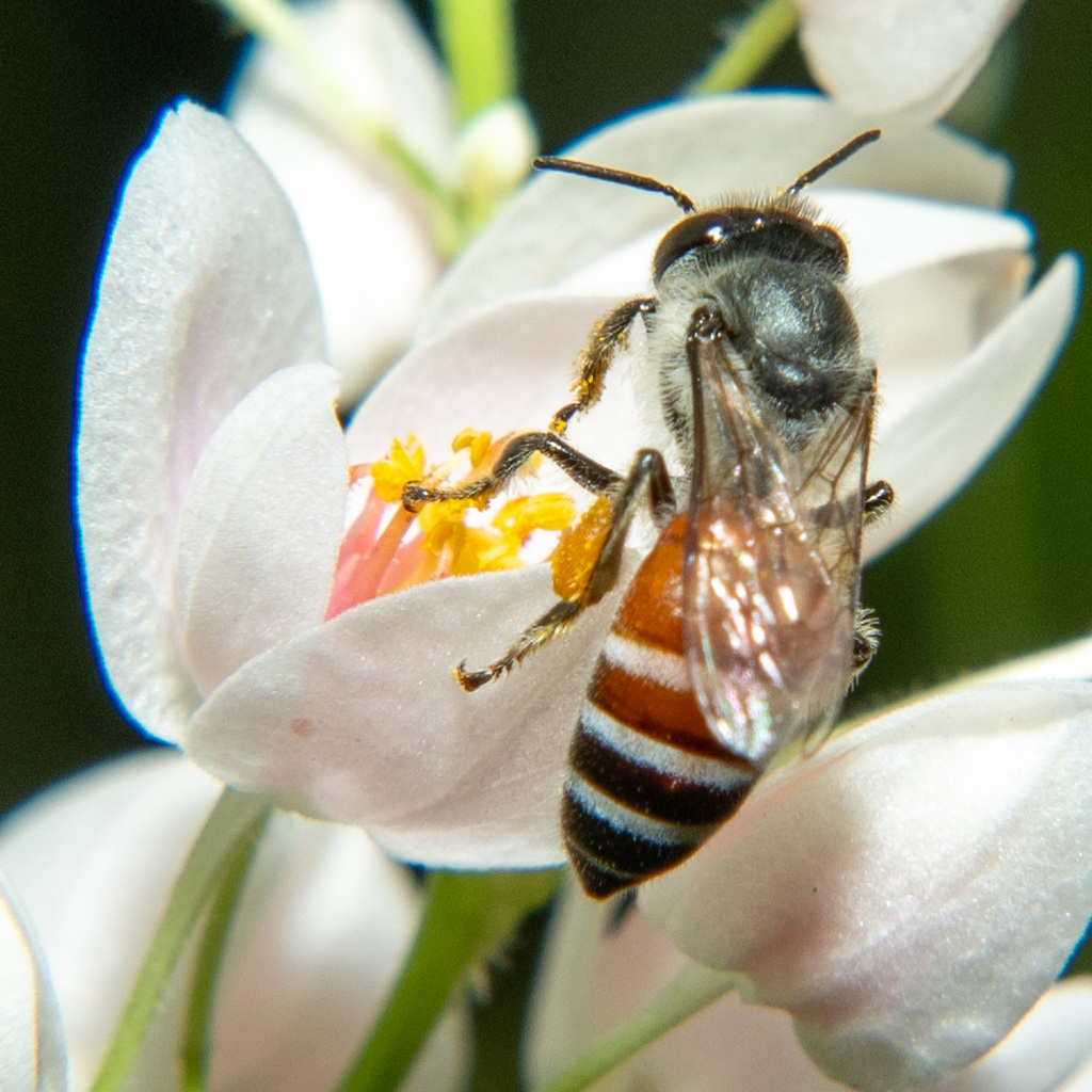Red Dwarf Honey Bee from Kallang, Singapore on October 25, 2023 at 10: ...