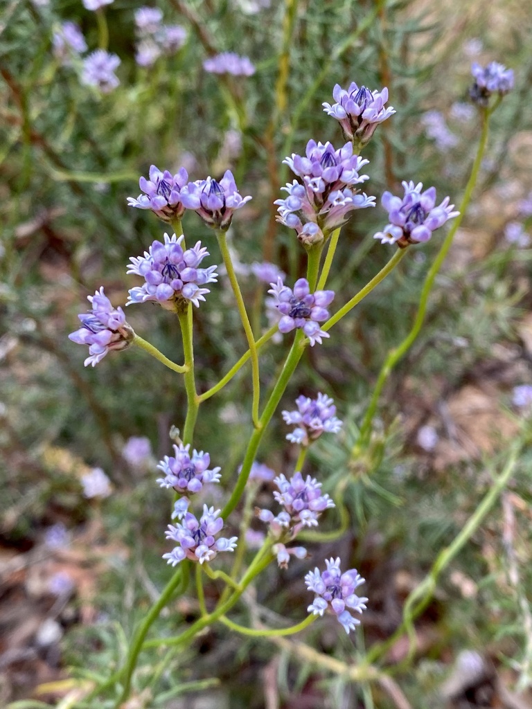 slender smoke-bush from South West Ward, Laharum, VIC, AU on October 25 ...