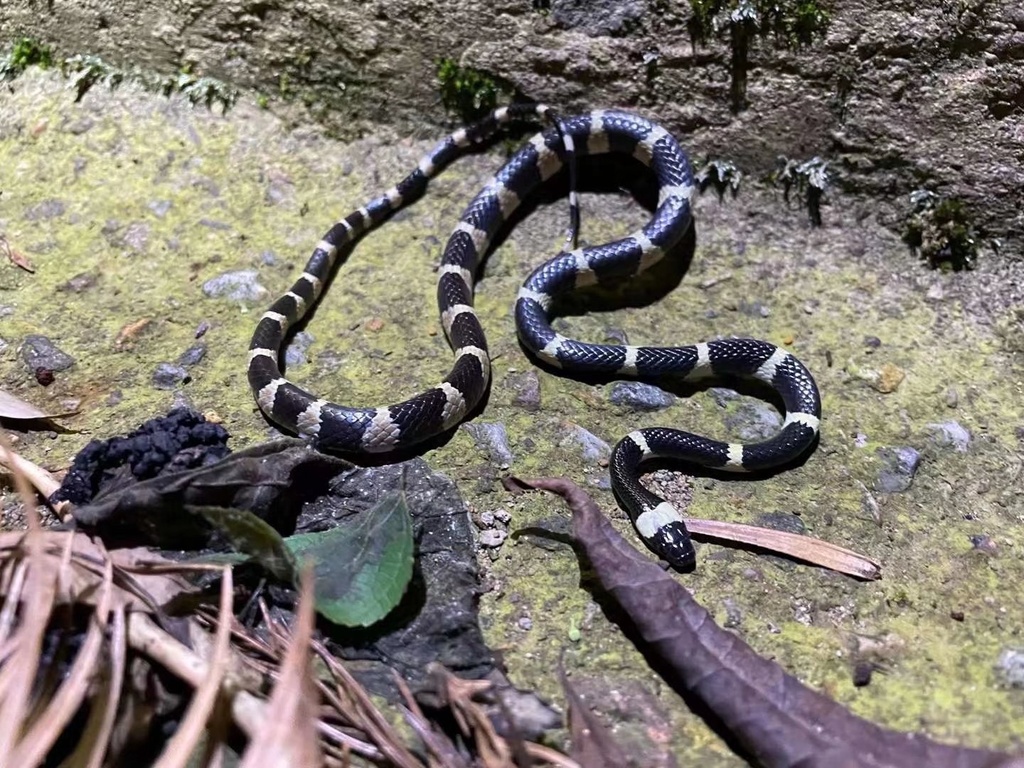 Sichuan Wolf Snake in October 2023 by Alex Pintsen JIN · iNaturalist