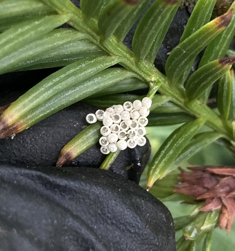 Insects from Redwood Ave, Grants Pass, OR, US on October 20, 2023 by ...