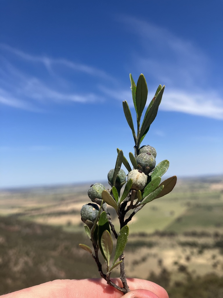 Pinkwood from The Rock, NSW, AU on October 20, 2023 at 10:54 AM by ...